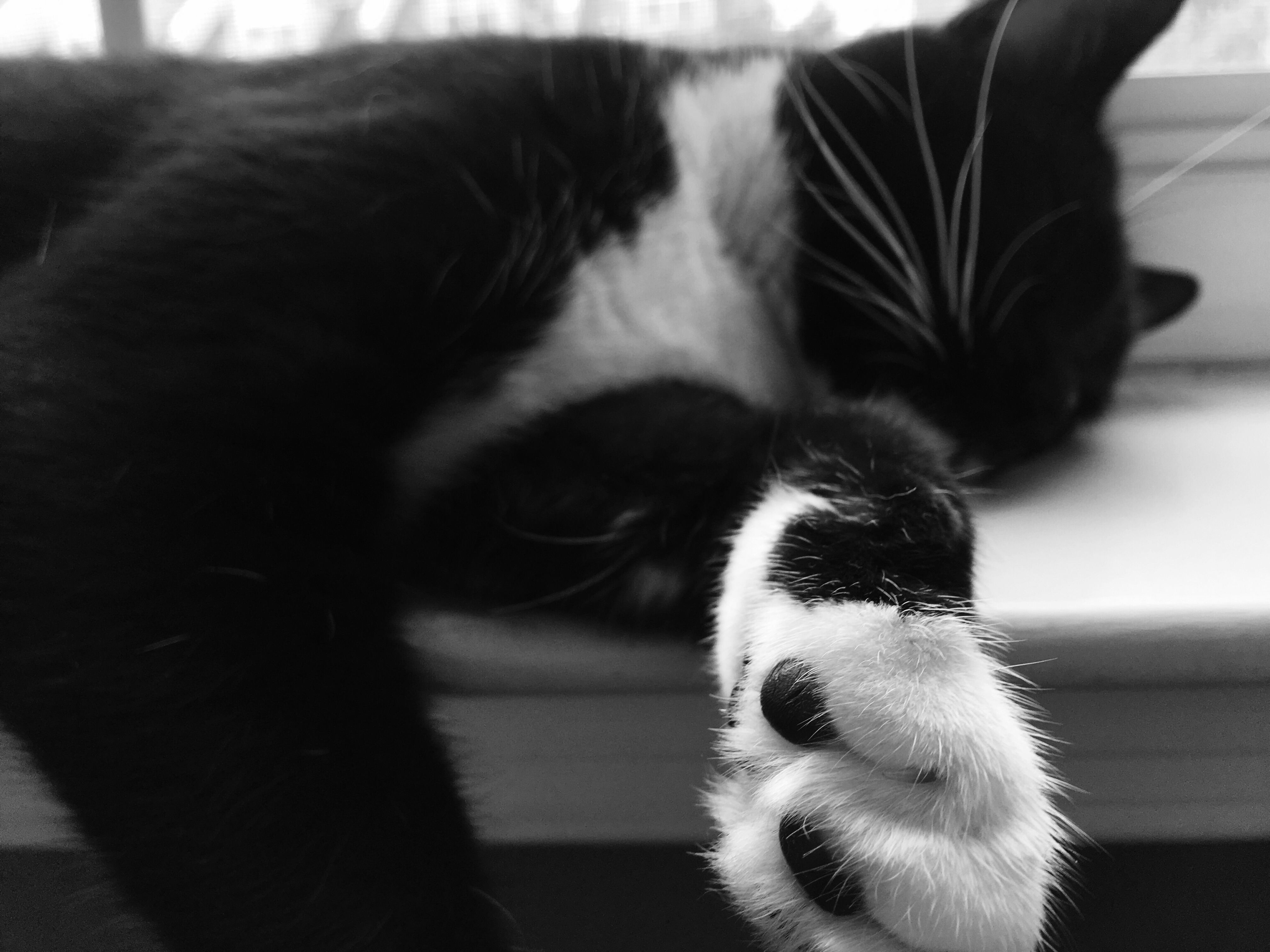 Sexy Cat Pictures – Paul Sees the World